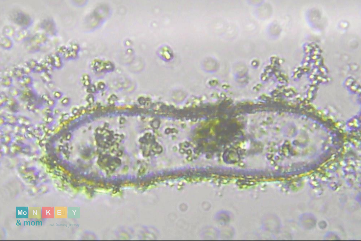 Project-Based Science Curriculum - Science Lessons & Investigations ...