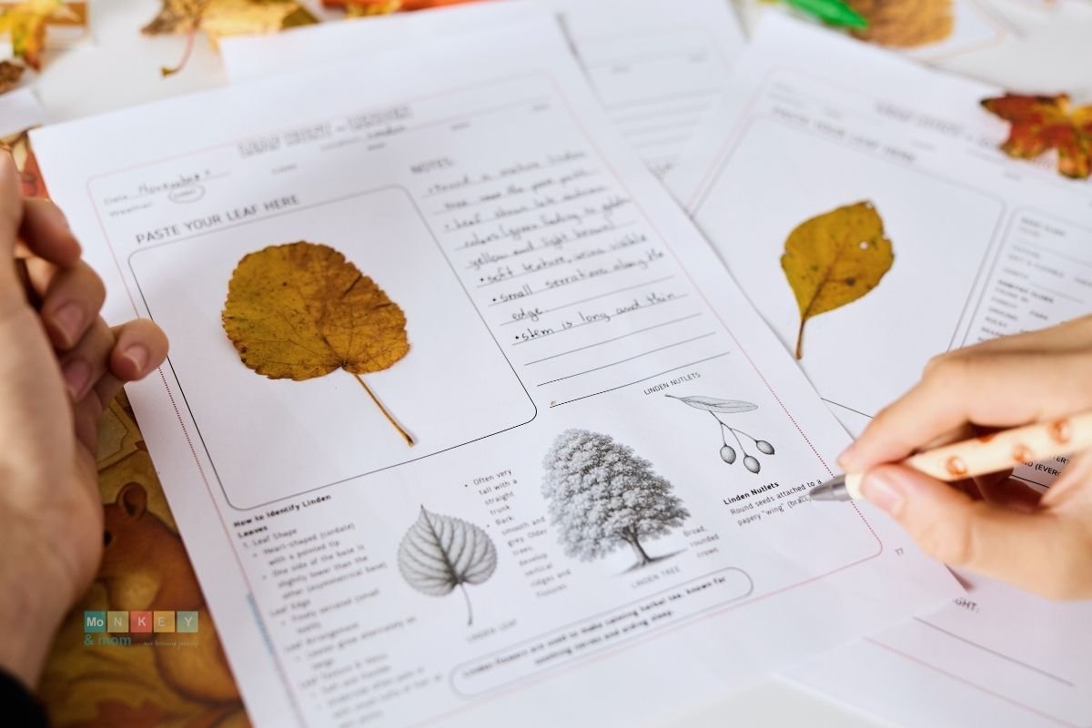 Deciduous Trees For Kids: Nature Study Printable